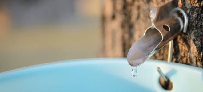 Making Syrup: Extracting Sap from a Box Elder | DoItYourself.com