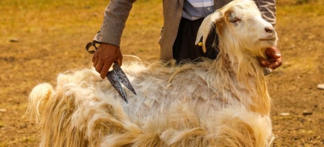 The Benefits of Keeping Goats (And How to Pick the Right Kind ...