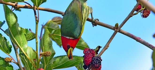 8 Multipurpose Trees | DoItYourself.com