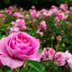 Growing a Rose Bush From a Bud | DoItYourself.com