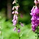 Identifying and Treating Foxglove Diseases | DoItYourself.com