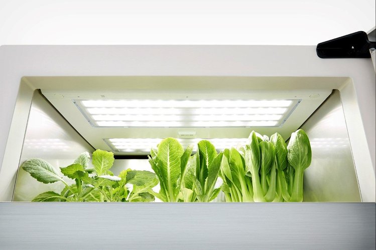 Tiiun: LG’s Smart Indoor Greenhouse Makes Growing Plants Effortless ...