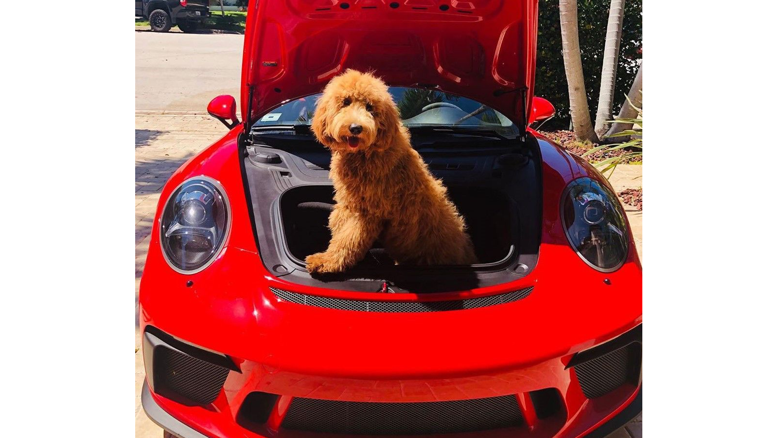 8 Photos of Porsches With Dogs to Make You Smile | Rennlist