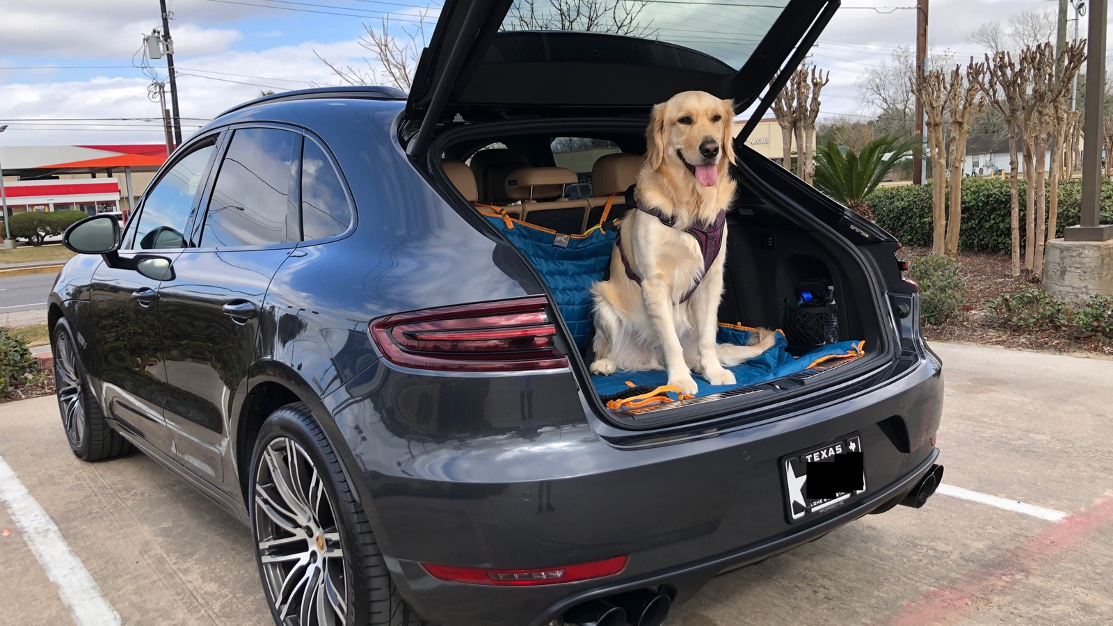 8 Photos of Porsches With Dogs to Make You Smile | Rennlist
