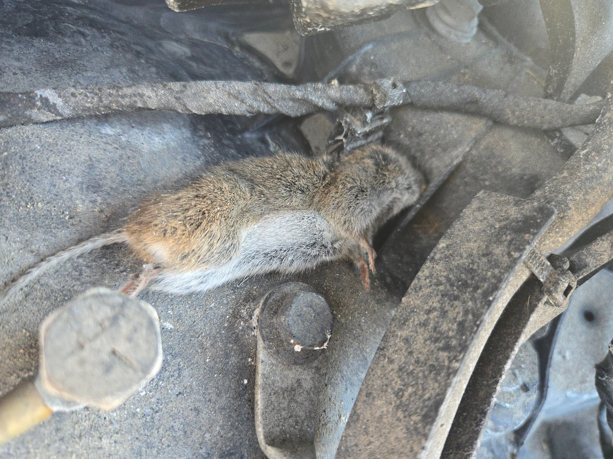 2017 Q7 Electrical - Rodent Damage - AudiWorld Forums