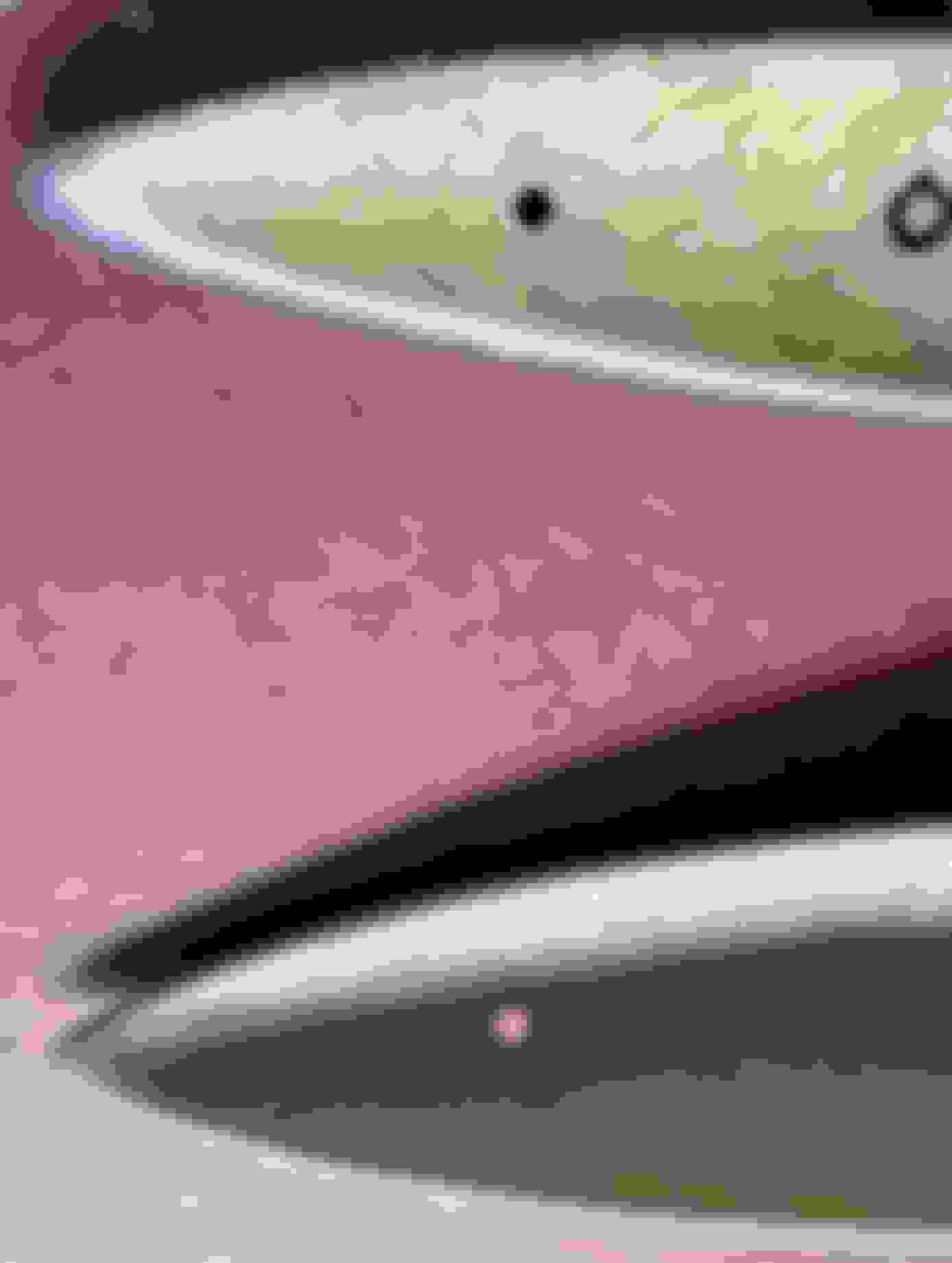 FS (For Sale) 1954 late-1955 Inner Door Pulls (2) 4-hole design ...