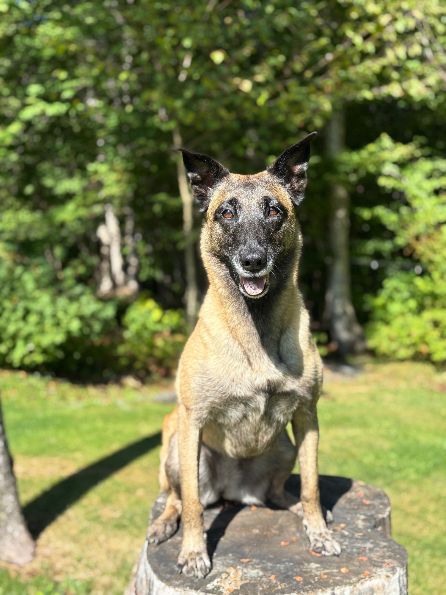 Post a pic of man's best friend, your loving dog past and/or present ...