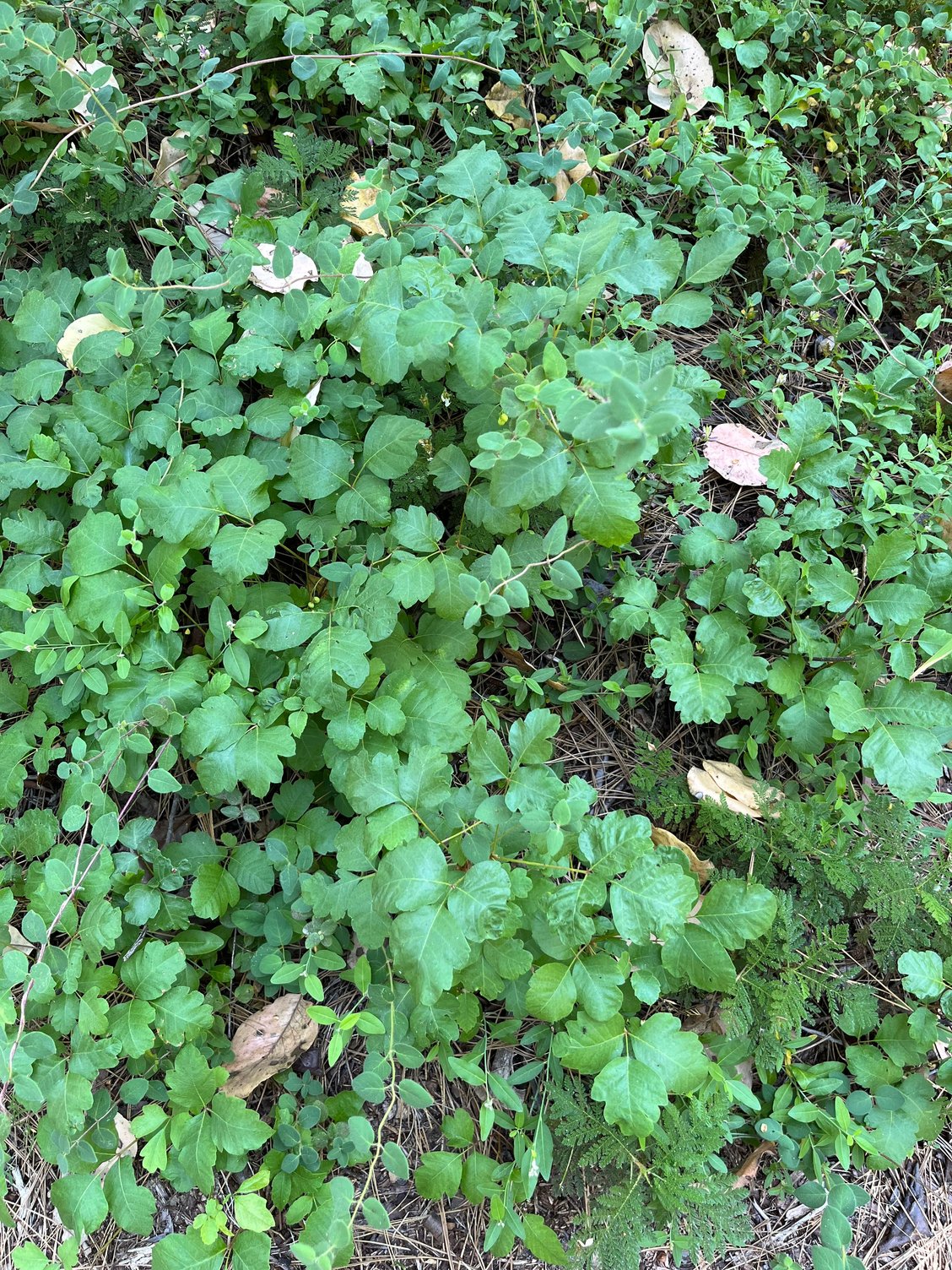 OldCarBum's '73 Restomod Project - Page 95 - CorvetteForum - Chevrolet Corvette Forum Discussion