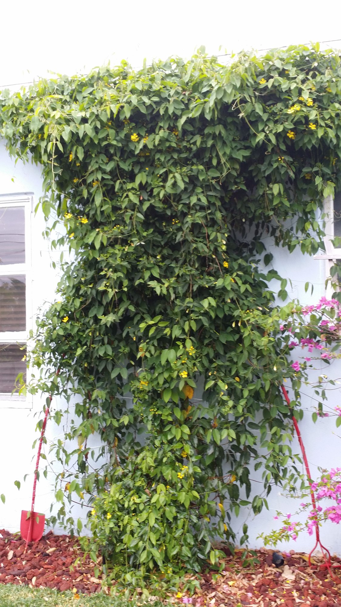 Yellow orchid vine growing on... photo by daviboy on Garden Showcase
