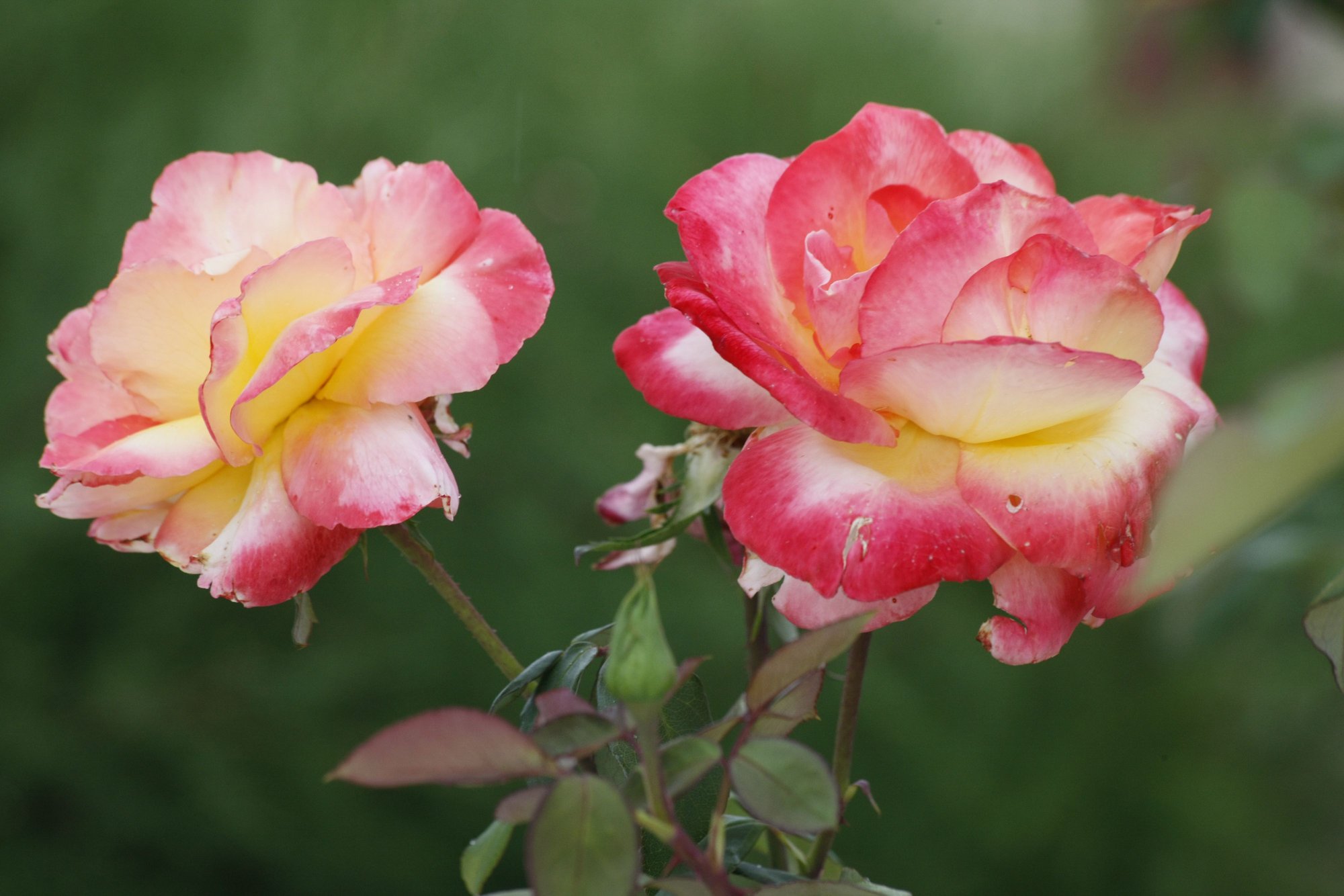 Rosier Portugal photo by kigric on Garden Showcase