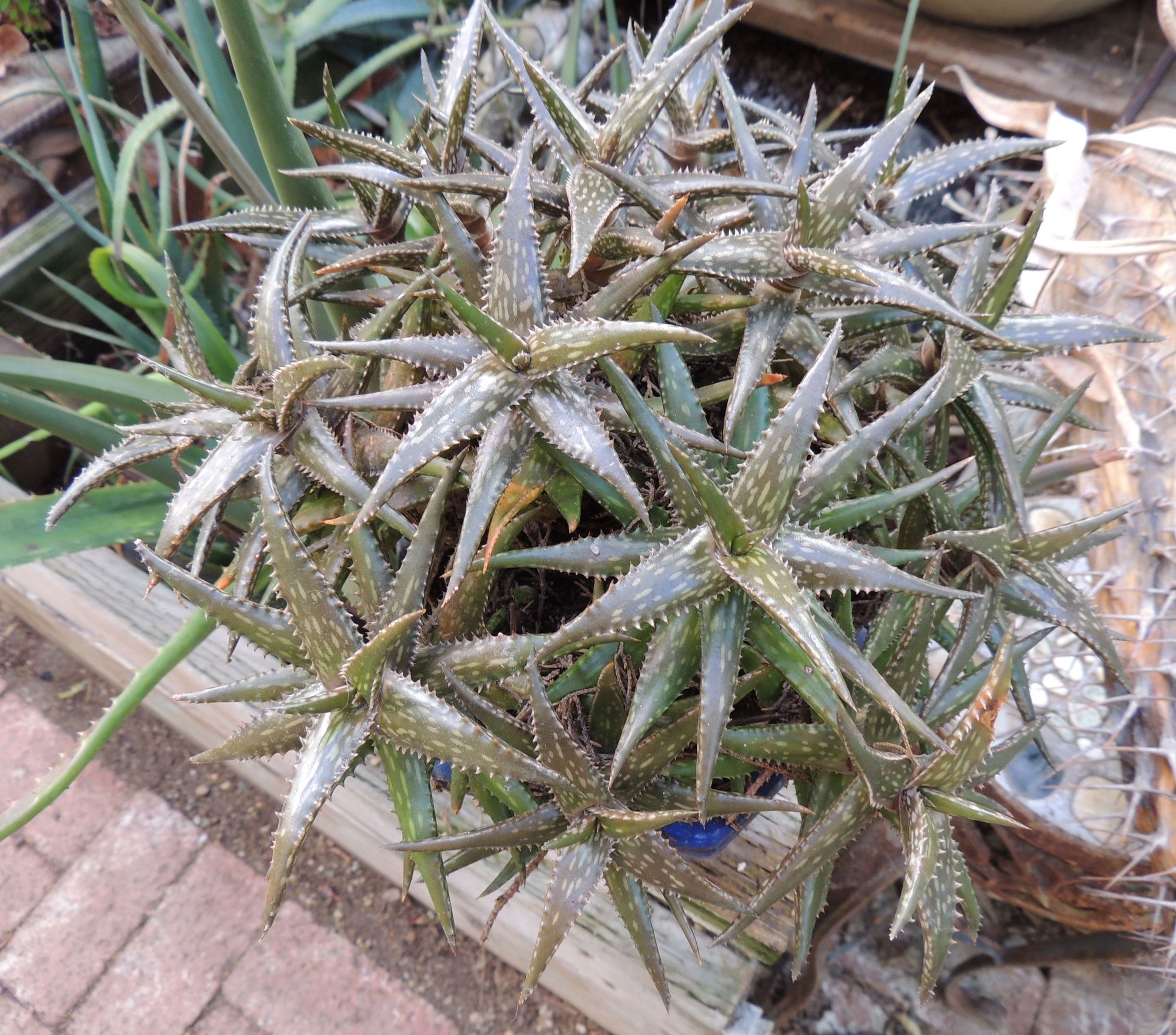 Aloe jucunda in small pot photo by palmbob on Garden Showcase
