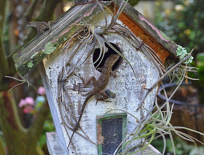 Lizard house photo by sunkissed on Garden Showcase