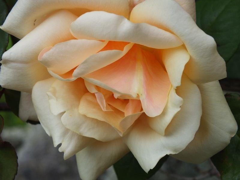 Safrano, tea rose bred in Fran... photo by RosinaBloom on Garden Showcase