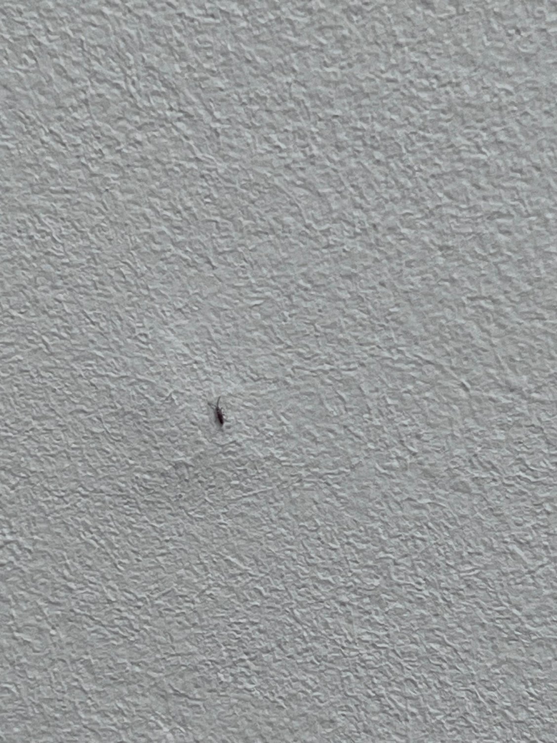 Springtails? - DoItYourself.com Community Forums