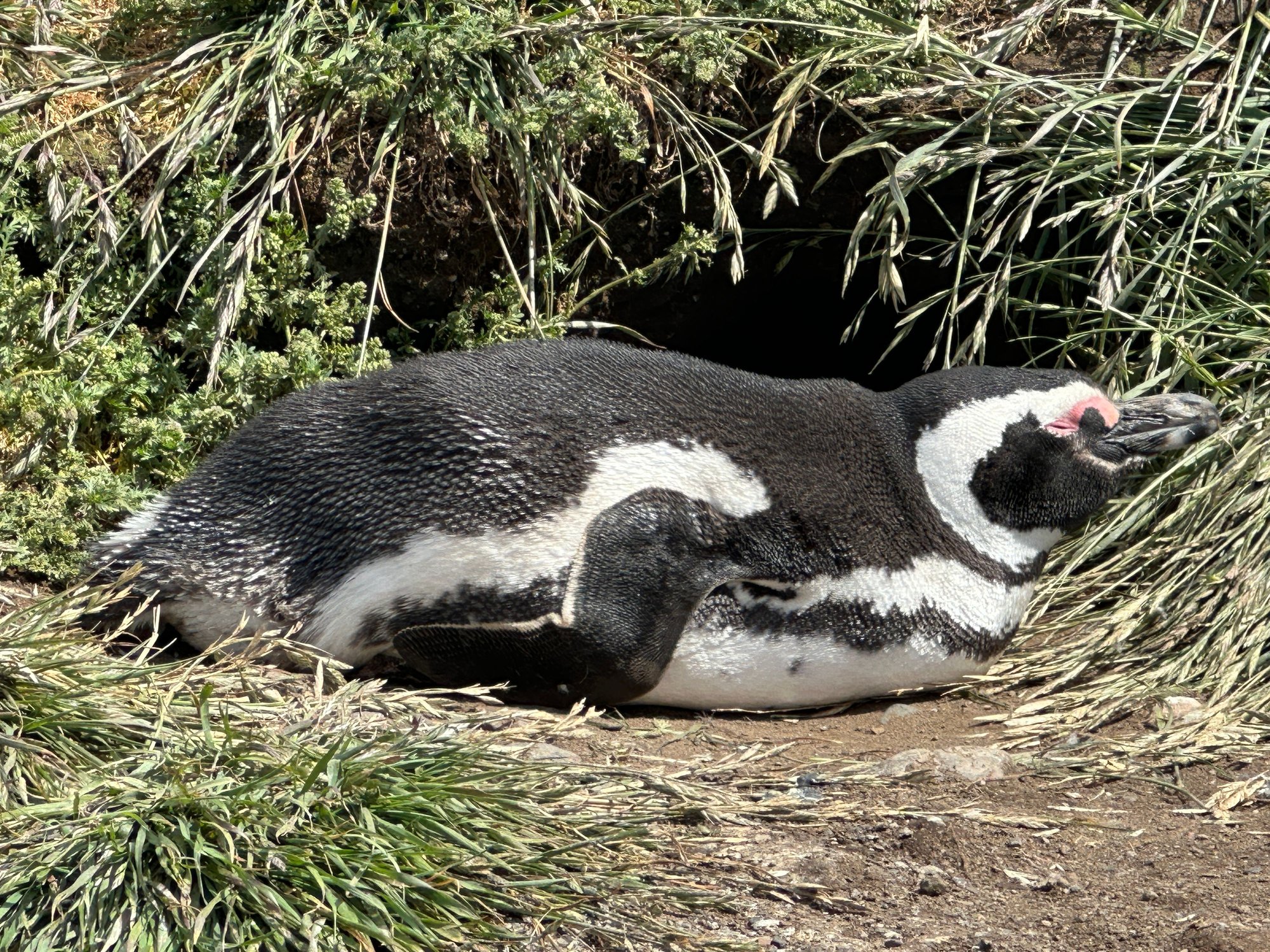 Tango, Penguins, and Icebergs, but no cryiing - Dec 14-Jan 8 Antarctica ...