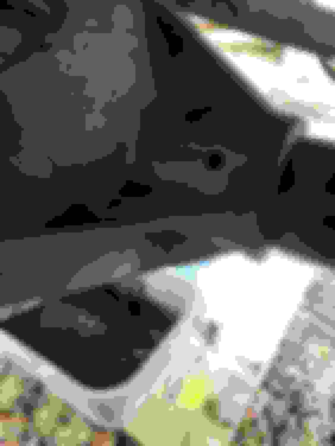 79 F350 project - Ford Truck Enthusiasts Forums