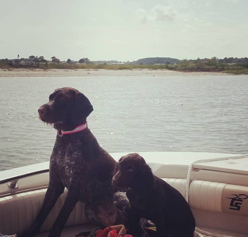 The Hull Truth - Boating and Fishing Forum - Dogs ON Boats , Lets see ...