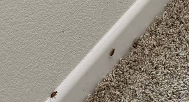 The Brooks on Heritage Parkway - 51 Reviews | Sherman, TX Apartments ...